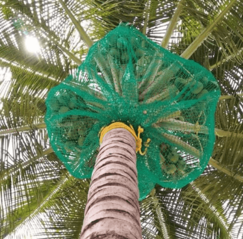 Best Coconut Tree Safety Nets in Bangalore | Call - 6362539199