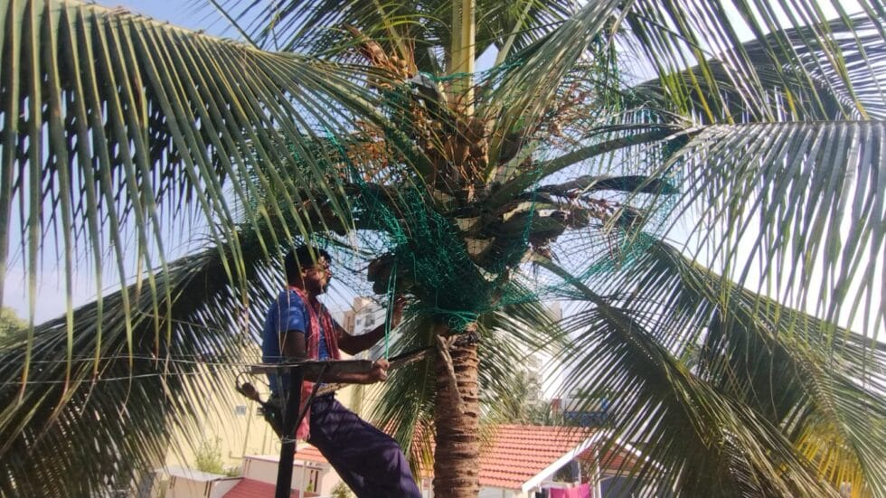 Can Coconut Tree Nets Protect From Falling Coconuts?